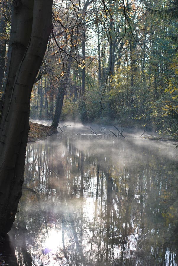 Morning in Forest - Fog on a River Stock Image - Image of sunny, season ...