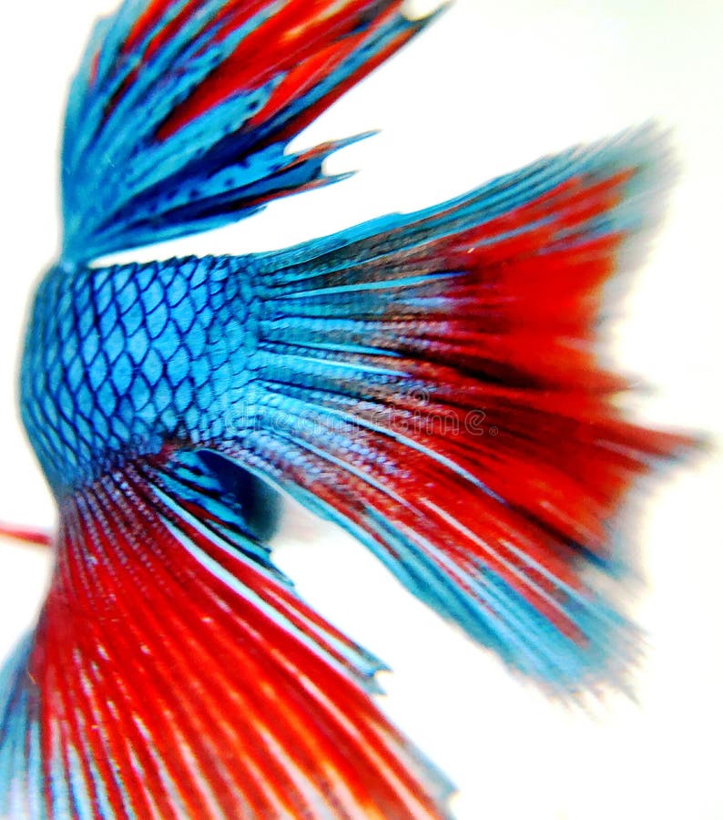 The Wagging Tail of Blue Betta Fish Stock Image - Image of aggressive ...