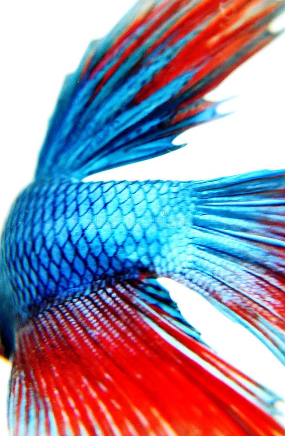 The Wagging Tail of Blue Betta Fish Stock Image - Image of beautiful ...