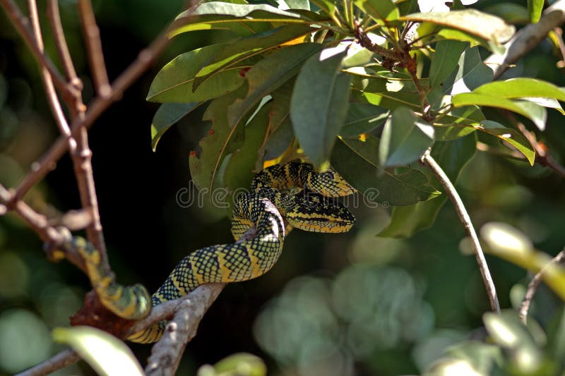 Penang, Malaysia: 1891 Kek Lok Si Temple Stock Image - Image of pagoda ...