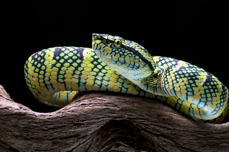 Wagler s pit viper stock photo. Image of green, close - 297939216