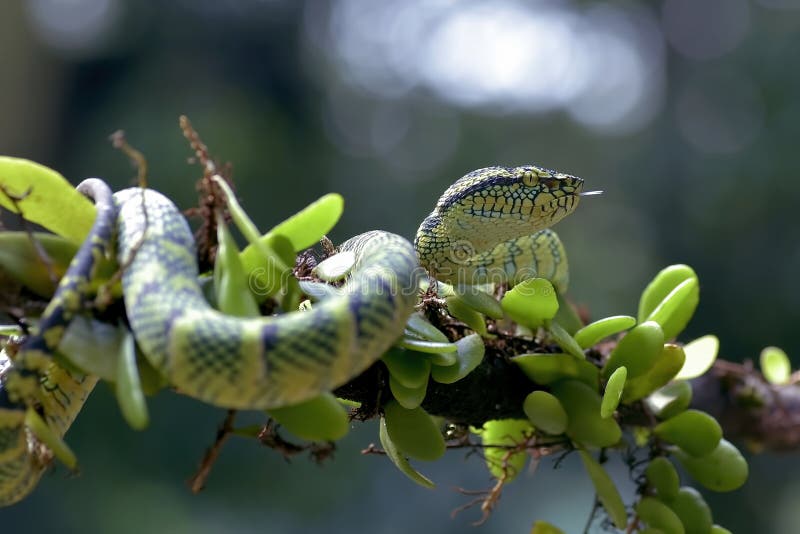 The Wagler S Pit Viper in a Tree Branch Stock Photo - Image of snake ...