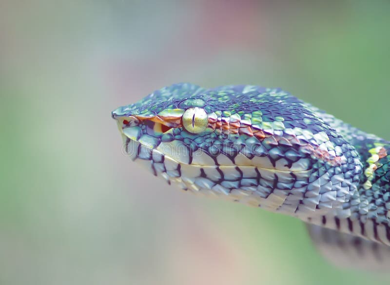 Waglers Pit Viper Close Up. Stock Photo - Image of close, waglers: 82229762