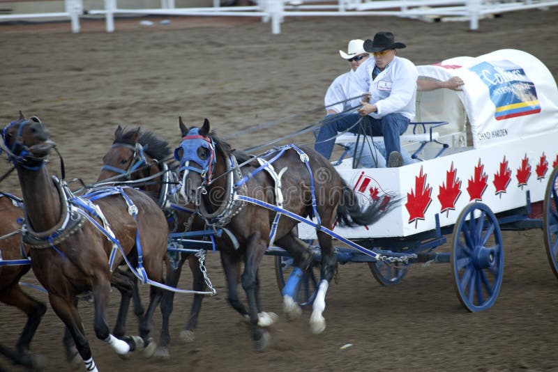 Wagon Racing, Calgary Stampede Editorial Image - Image of calgary, race ...