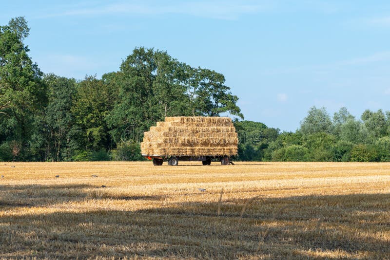 Wagon with Straw Bales Ready for Transport Stock Image - Image of ...