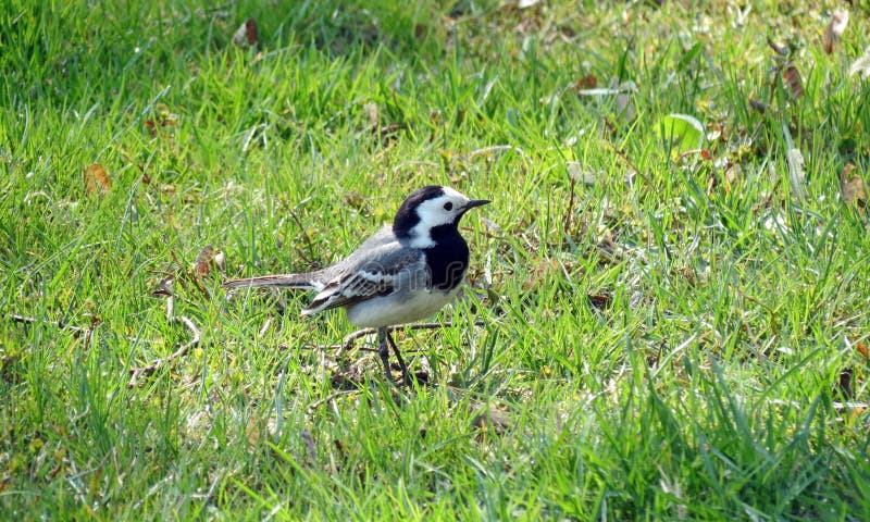 Wagtail bird stock photo. Image of fauna, feathers, small - 39989834
