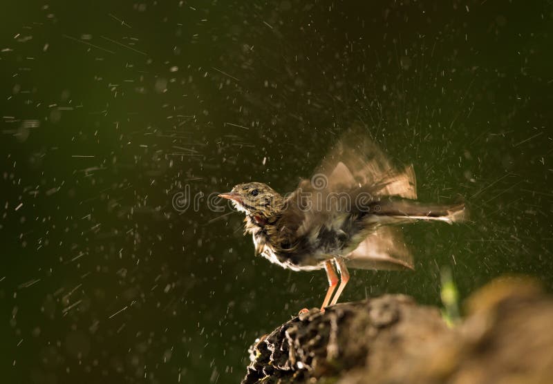 Drying Bird stock image. Image of feather, drying, wood - 4349335