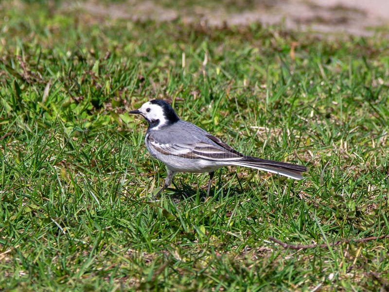 Wagtail Bird on Green Grass Stock Image - Image of taking, europe ...