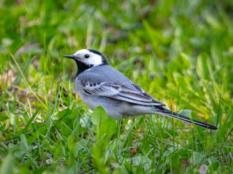 Wagtail Bird Portrait on Green Grass Stock Image - Image of beak, birds ...