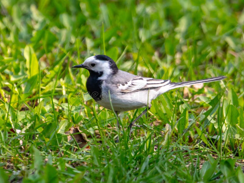 Wagtail Bird Portrait on Green Grass Stock Image - Image of sparrow ...