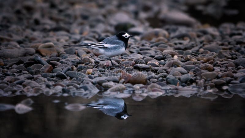 Flying Bird Reflection Water Stock Photos - Download 8,602 Royalty Free ...