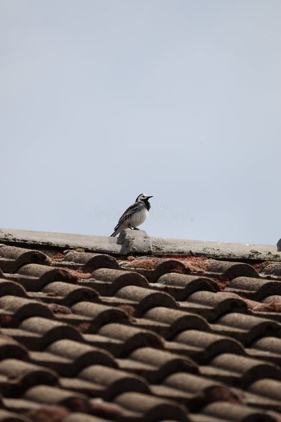 Wagtail on a roof stock photo. Image of black, wagtail - 184343522