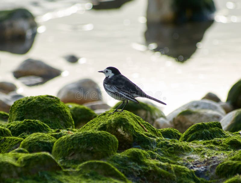 Wagtails Bird Perched on the Mossy Rocks on the Coast of a Lake Stock ...