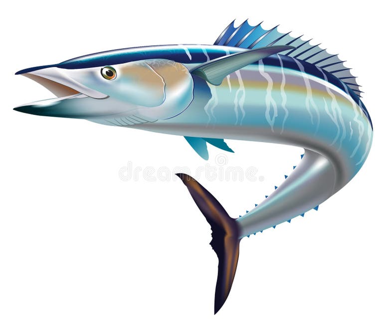 Wahoo Stock Illustrations – 241 Wahoo Stock Illustrations, Vectors ...
