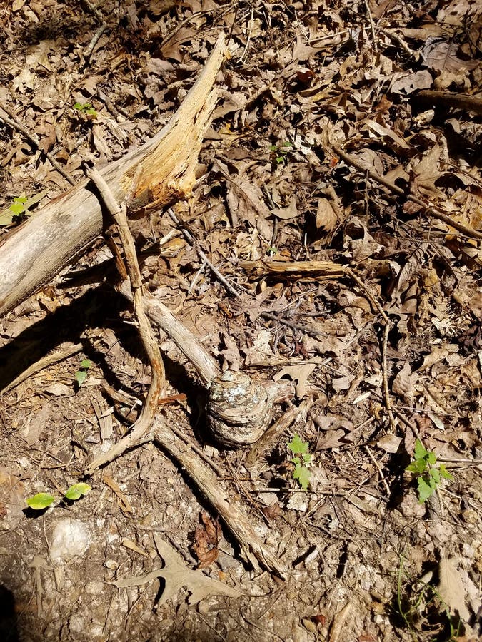 A Wail in the Woods Root or Tree Knot Stock Photo - Image of wail, tree ...