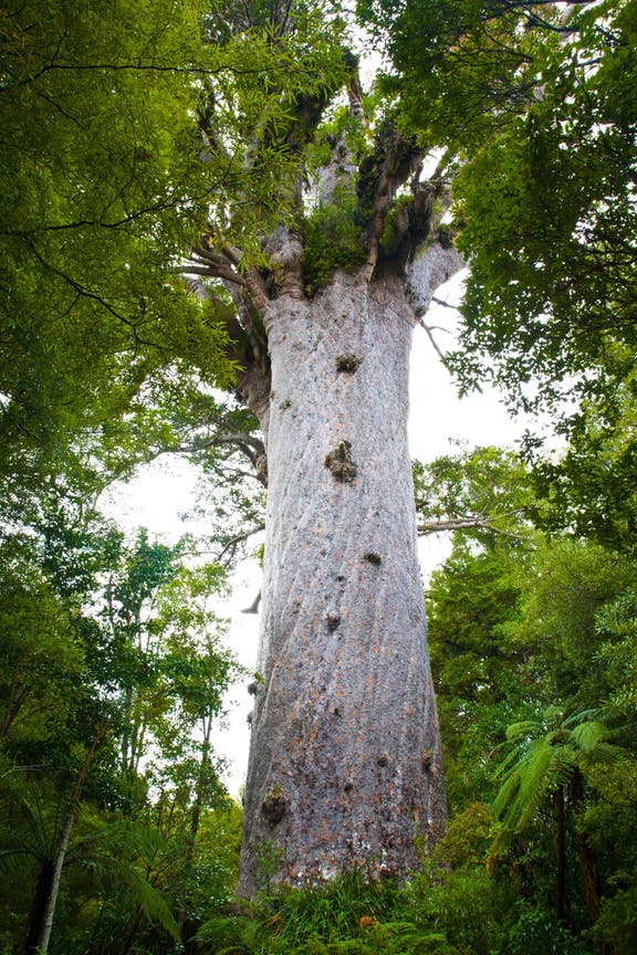 Waipoua Kauri Forest stock image. Image of canopy, ecology - 19304059