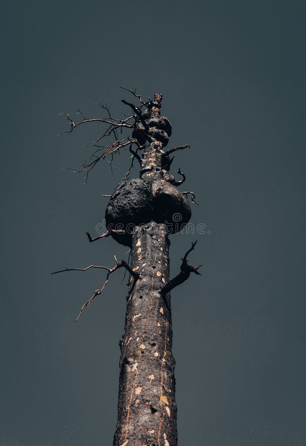 Plant Surviving Forest Fire Stock Photos - Free & Royalty-Free Stock ...