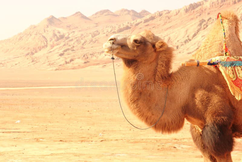 Camel stock image. Image of ningxia, dune, ride, dust - 15786043