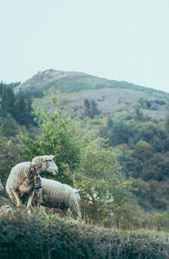 Wait To Know Where we Will Be Stock Image - Image of cutesy, devouring ...