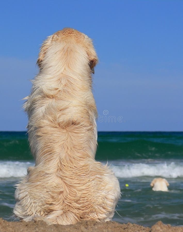 Wait for you... stock photo. Image of beach, long, retriever - 4594236