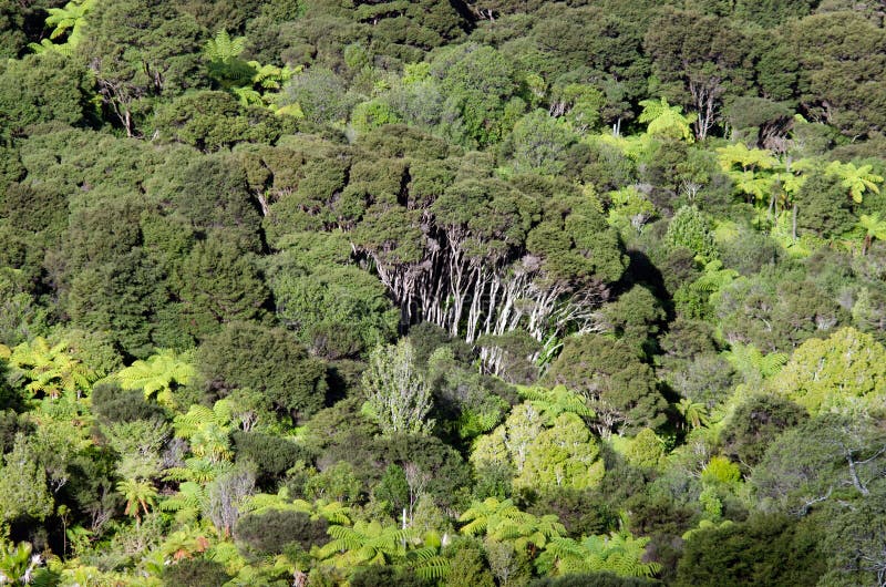 Waitakere Ranges - New Zealand Stock Photo - Image of adventure ...