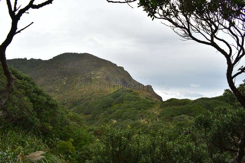 Waitakere Ranges Regional Park Bush Stock Photo - Image of green ...