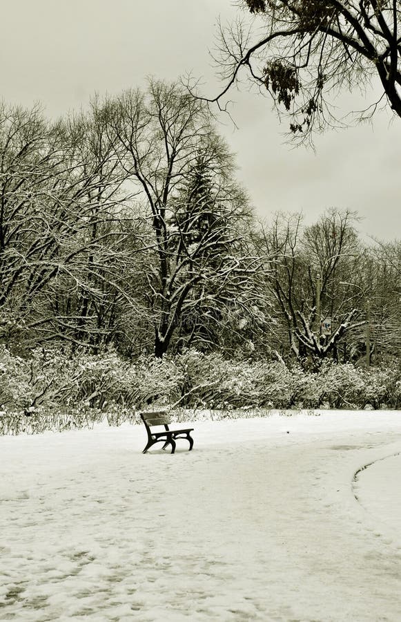 Snowing stock photo. Image of cold, seasonal, morning - 6912270