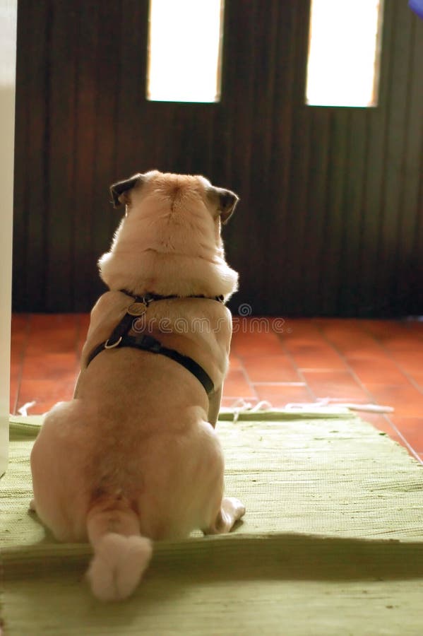 Waiting stock image. Image of wait, pugs, door, look, await - 1436209