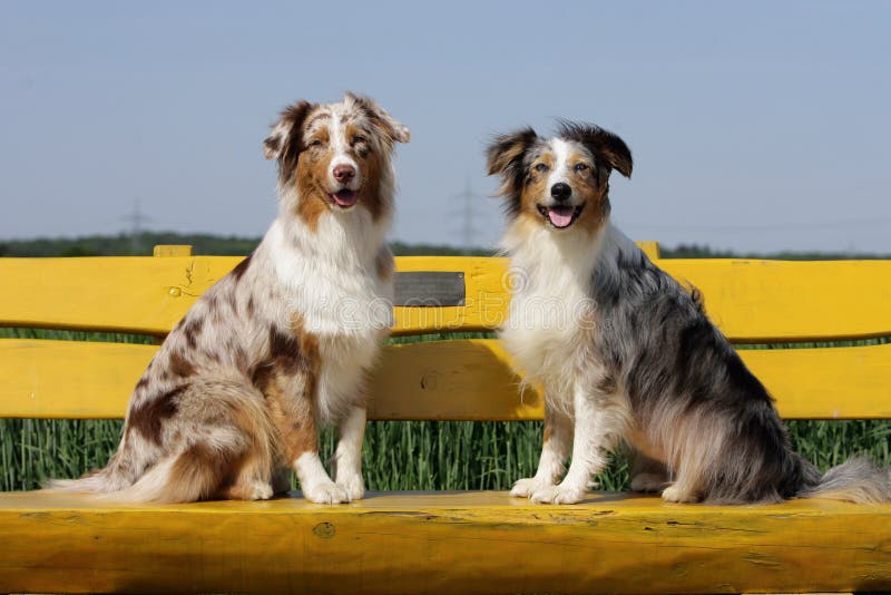 Cute pair of dogs stock image. Image of blue, pets, tilted - 9885881