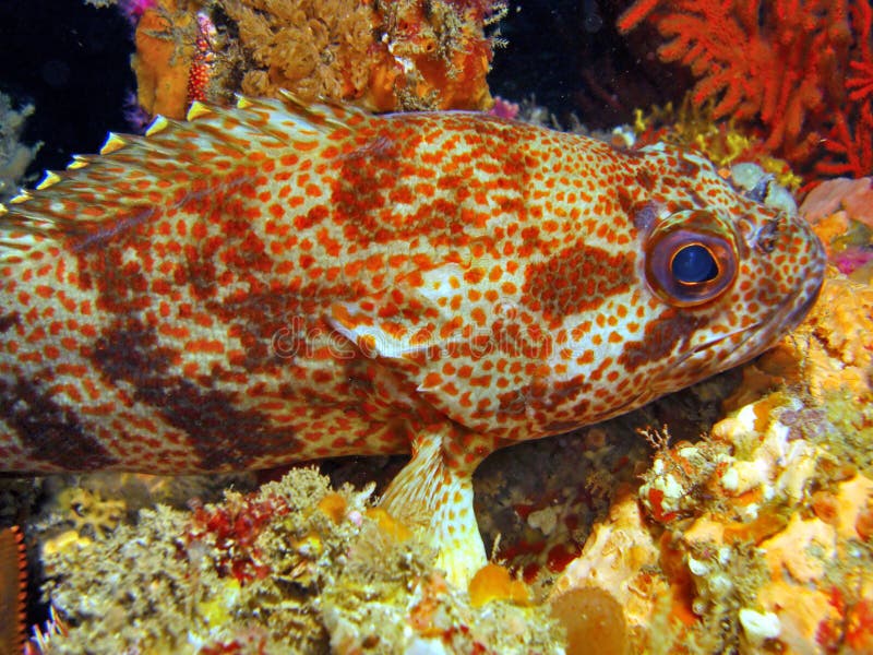 Klipvis Stock Photos - Free & Royalty-Free Stock Photos from Dreamstime