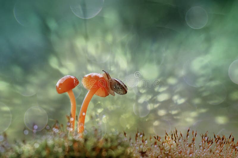 Waiting alone stock photo. Image of waiting, small, snail - 123148640