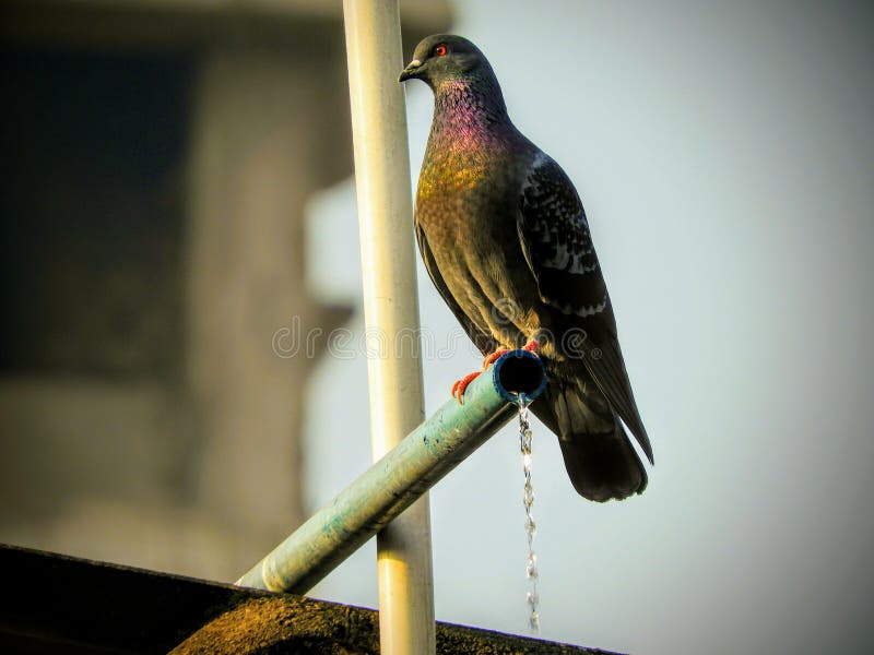 Waiting stock image. Image of waiting, nature, birds - 110616725