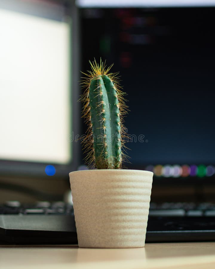 The Waiting Cactus on His Desk Stock Image - Image of plant, modern ...
