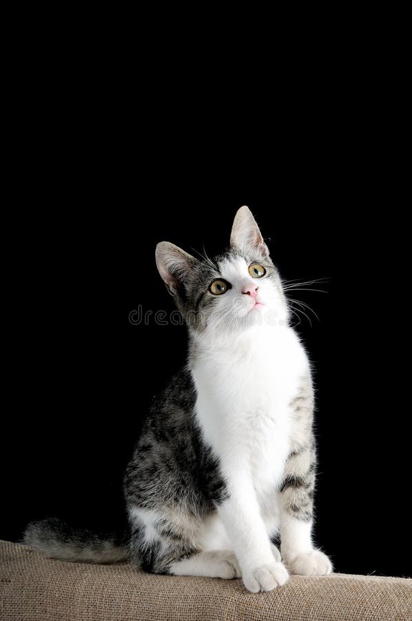 Waiting cat stock image. Image of mammal, portrait, looking - 35162921