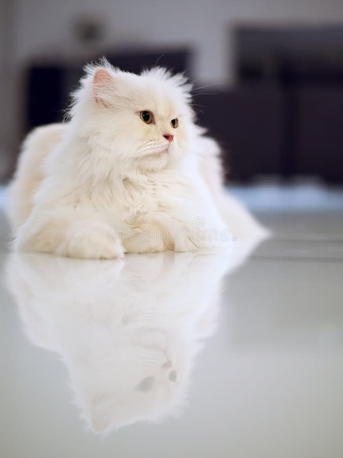 Waiting cat stock image. Image of playing, fluffy, brown - 77065211