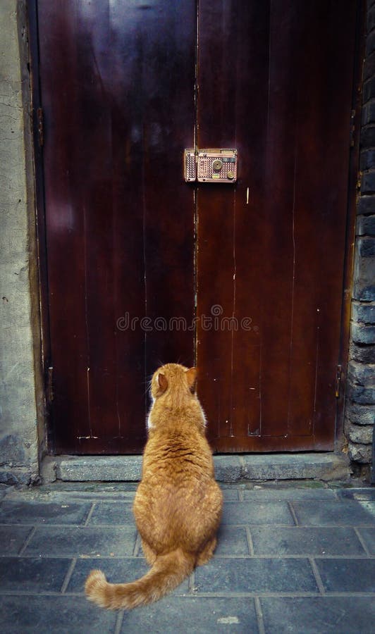 Waiting for the cat stock image. Image of waiting, lonely - 58924035