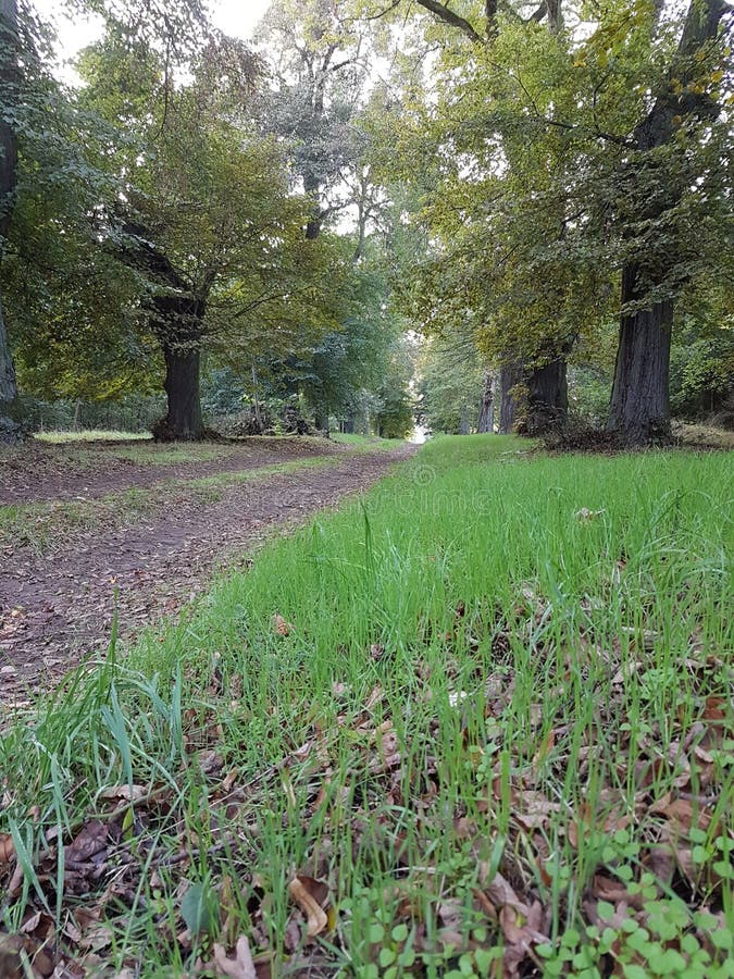 Waiting stock photo. Image of waiting, tree, woods, grass - 94134846