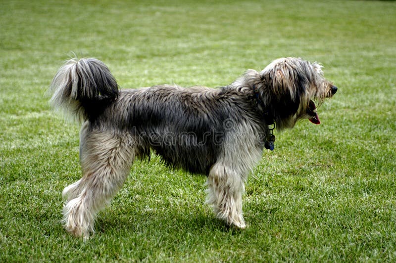 Waiting dog stock image. Image of waiting, pause, doggie - 1366905