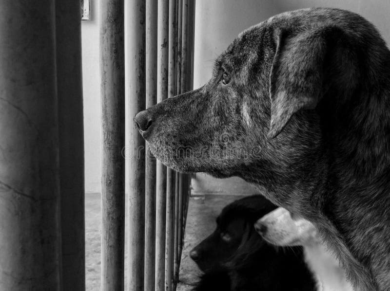 Waiting dog stock photo. Image of funny, animal, terrier - 86284348