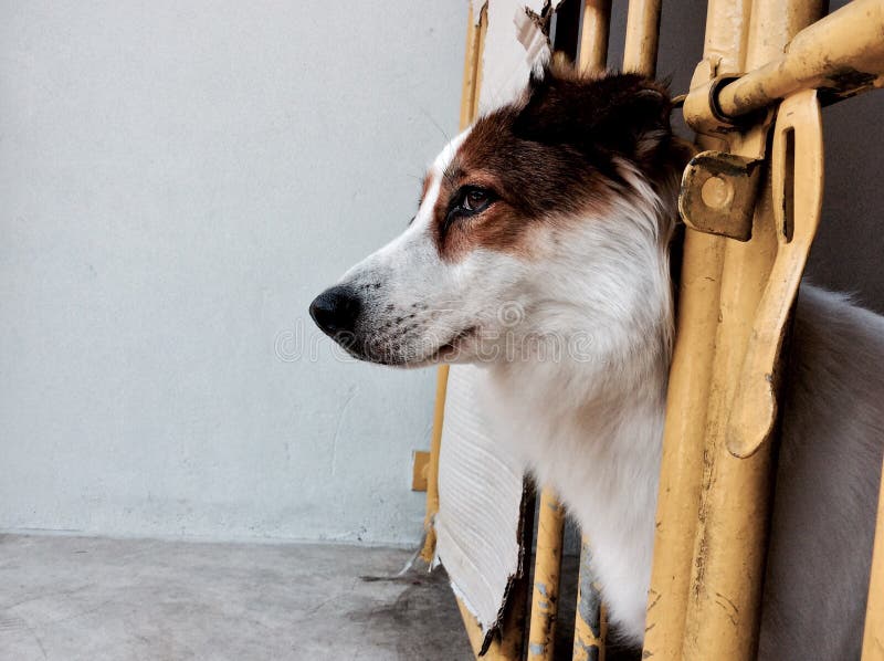 Waiting dog stock photo. Image of isolated, puppy, small - 86284486
