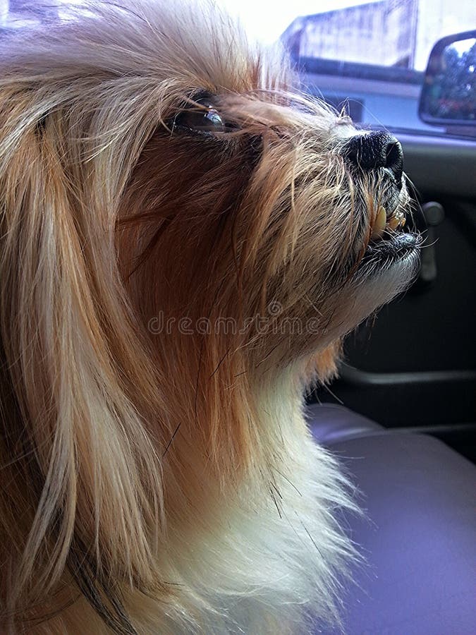 Waiting stock photo. Image of owner, waiting, animal - 43788598