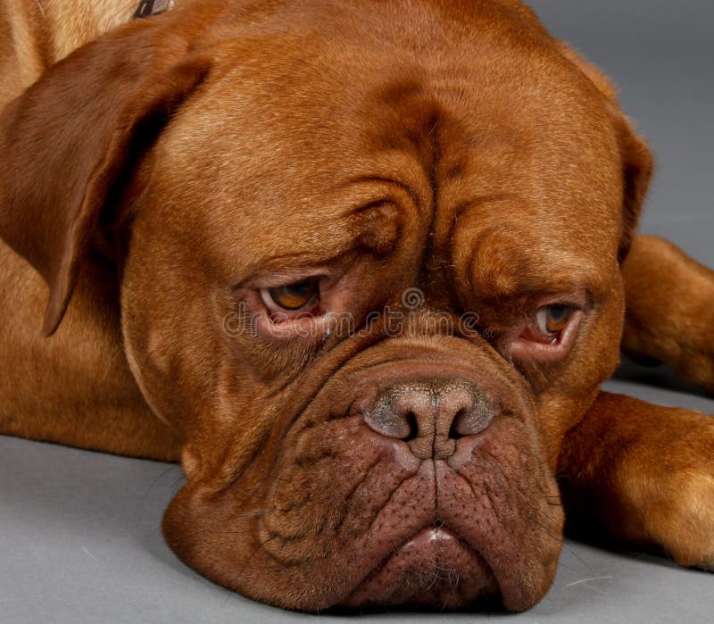 Waiting for Dogot stock image. Image of lying, reddish - 22902773