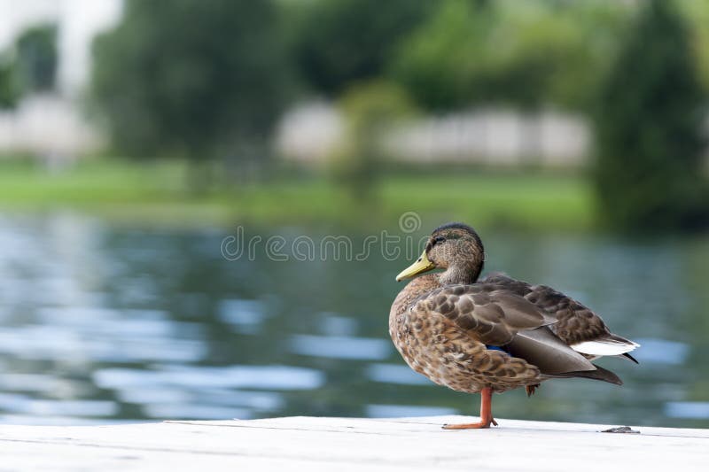 Waiting Duck is Standing on Base in Front of Lake Stock Image - Image ...