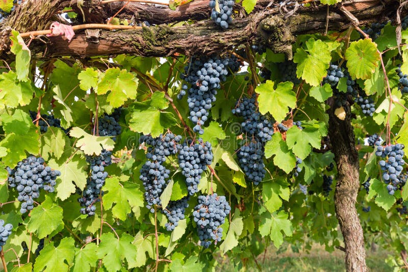 Waiting for the Fall Colors Stock Photo - Image of bunch, harvesting ...