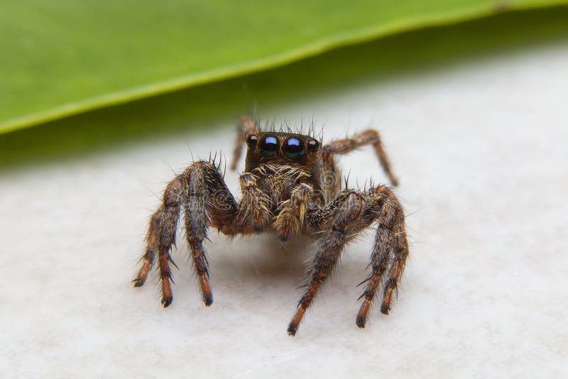 Hungry spider stock photo. Image of fangs, catch, arachnid - 85718538