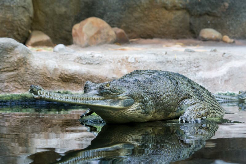 Indian gavial stock image. Image of gavialis, reptile - 18654327