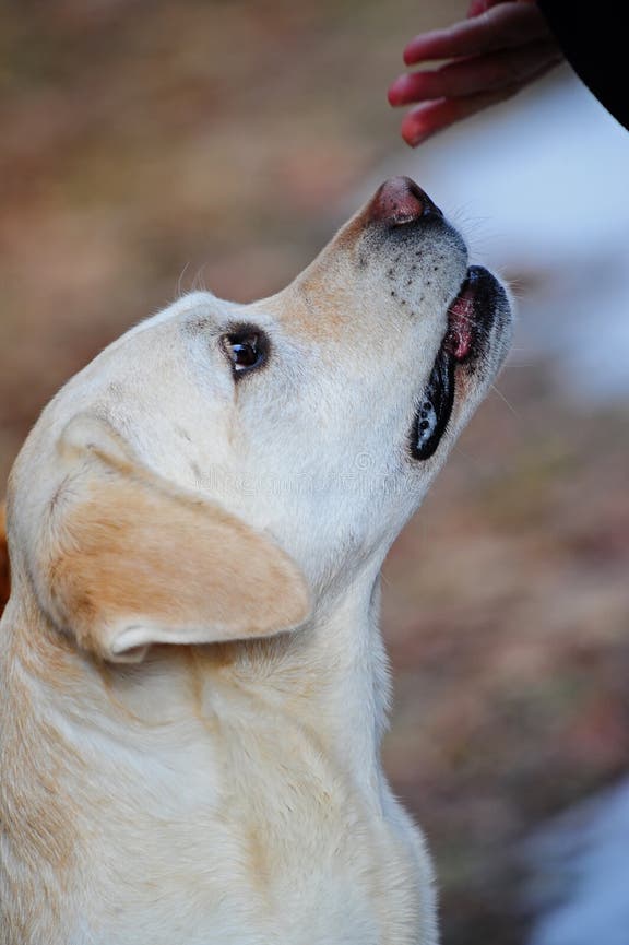 Waiting for her reward stock image. Image of coat, yellow - 24287529