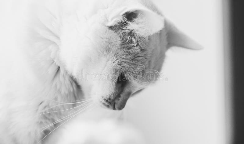 Waiting for the host stock photo. Image of waiting, house - 173736398