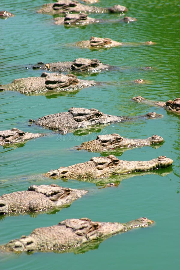 Great Catch stock image. Image of fishing, florida, outdoors - 4775871