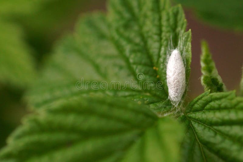 Waiting for a New Life the Cocoon of an Insect on a Raspberry Leaf ...